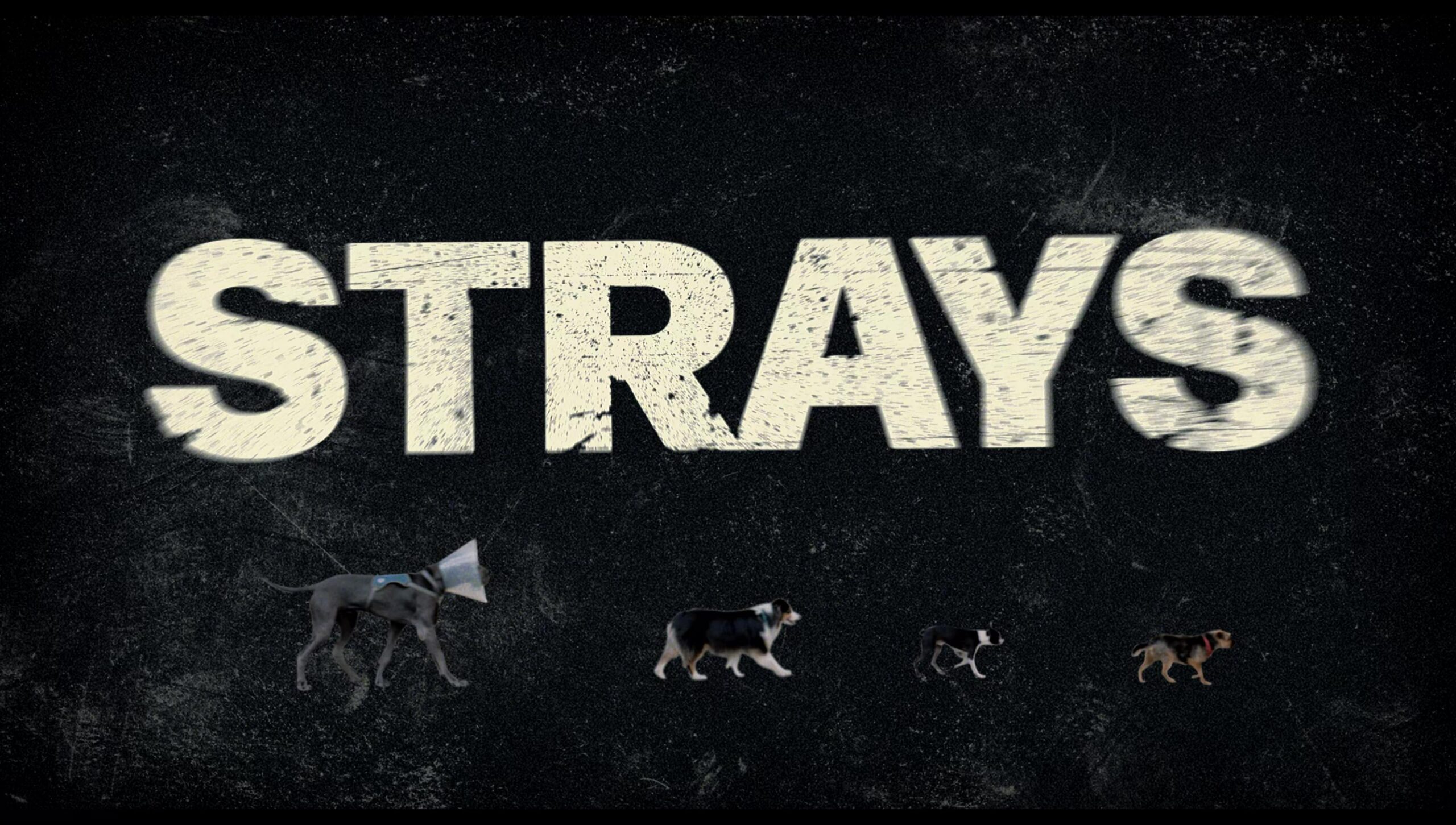 Strays (2023) [4K] - Movie - Screencaps.com